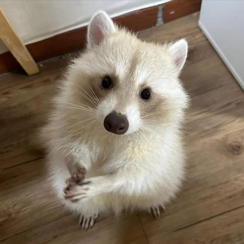 Home - Raccoons For Sale And Adoption